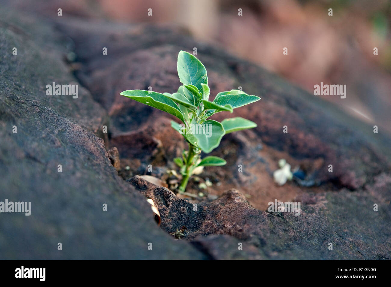 Growing plant on rock Stock Photo - Alamy