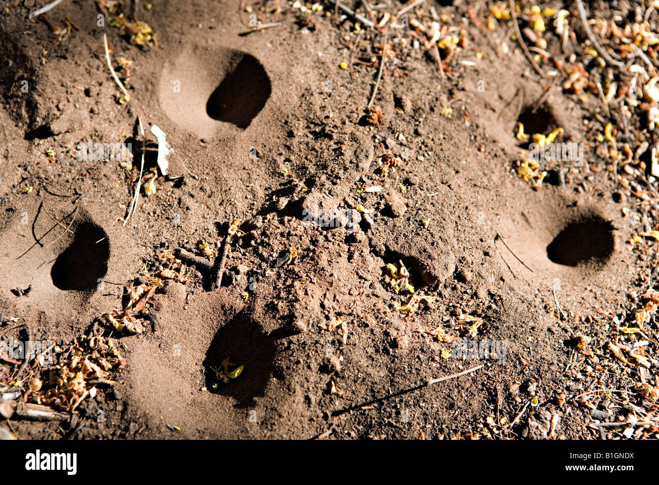 Antlion larvae or doodlebugs made holes on ground Stock Photo - Alamy