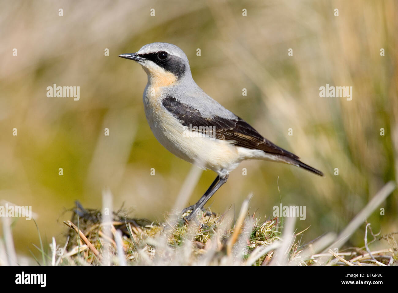 Biodiversity of british birds hi-res stock photography and images - Alamy