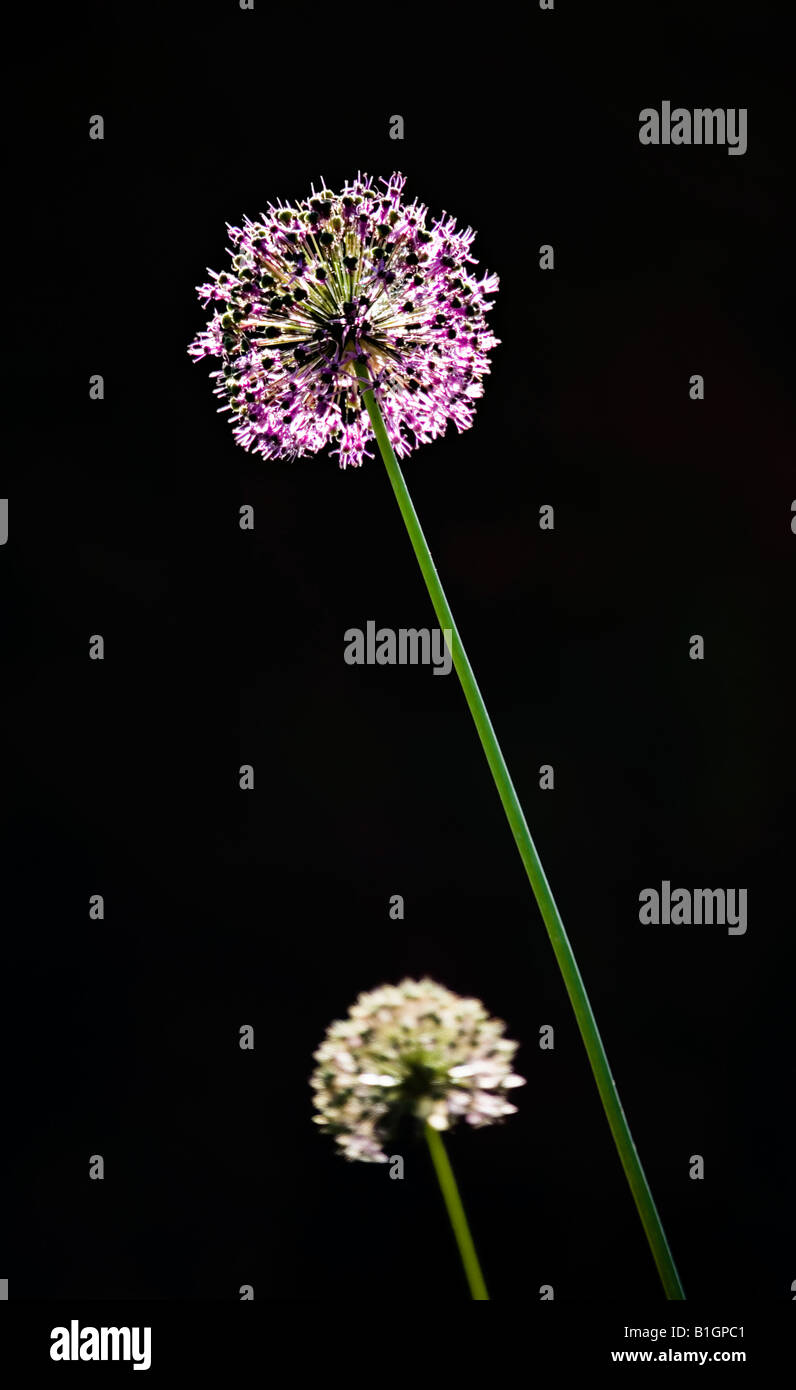 Allium Background High Resolution Stock Photography and Images - Alamy