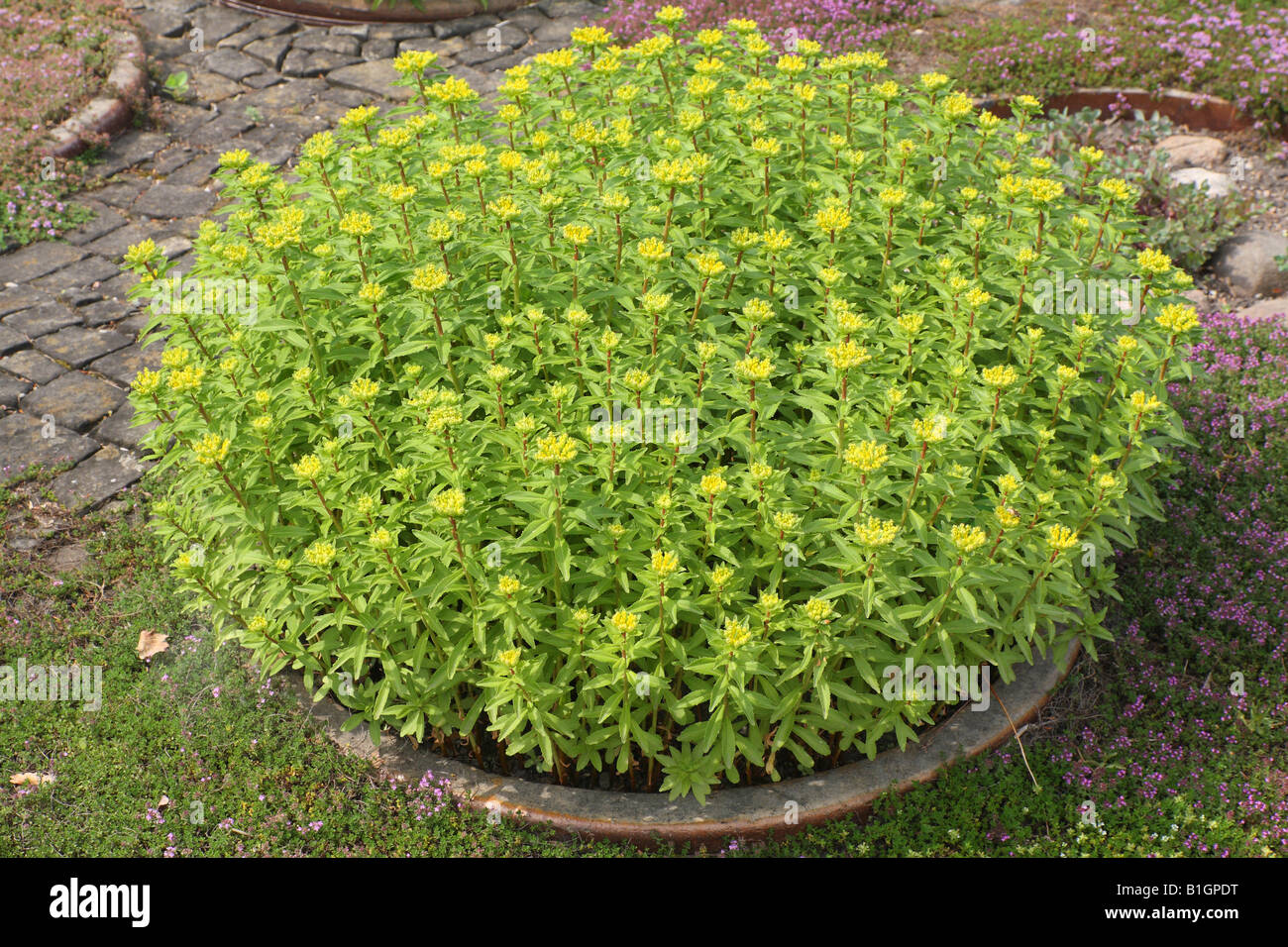 Rounded flowers hi-res stock photography and images - Alamy