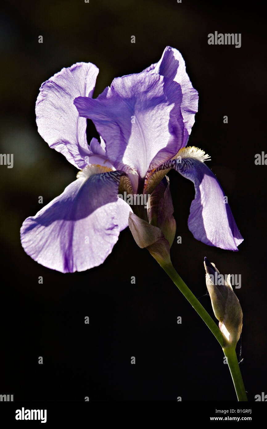 Blue Iris flower Stock Photo - Alamy