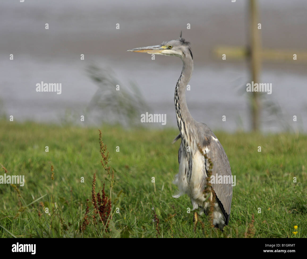Juvenile grey heron Ardea cinerea on a windy day north norfolk coast ...