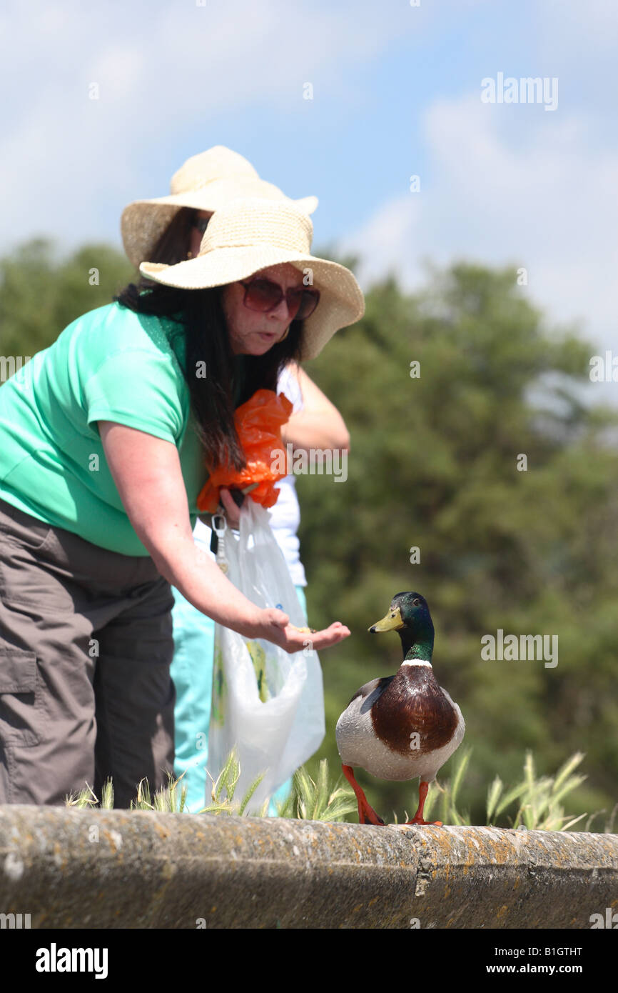 Human duck interaction hi-res stock photography and images - Alamy