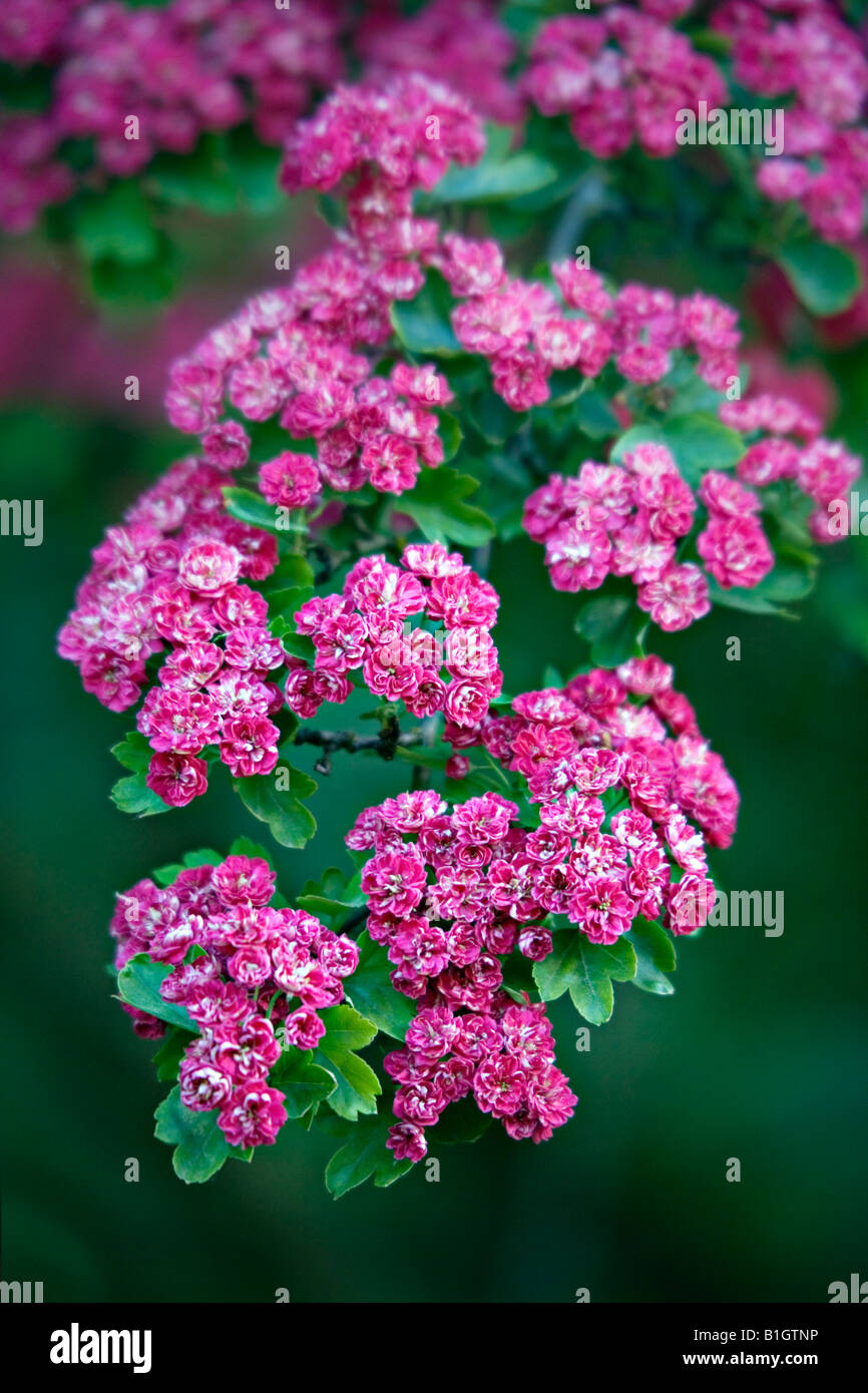 Crataegus laevigata Hawthorn tree in full bloom Stock Photo - Alamy