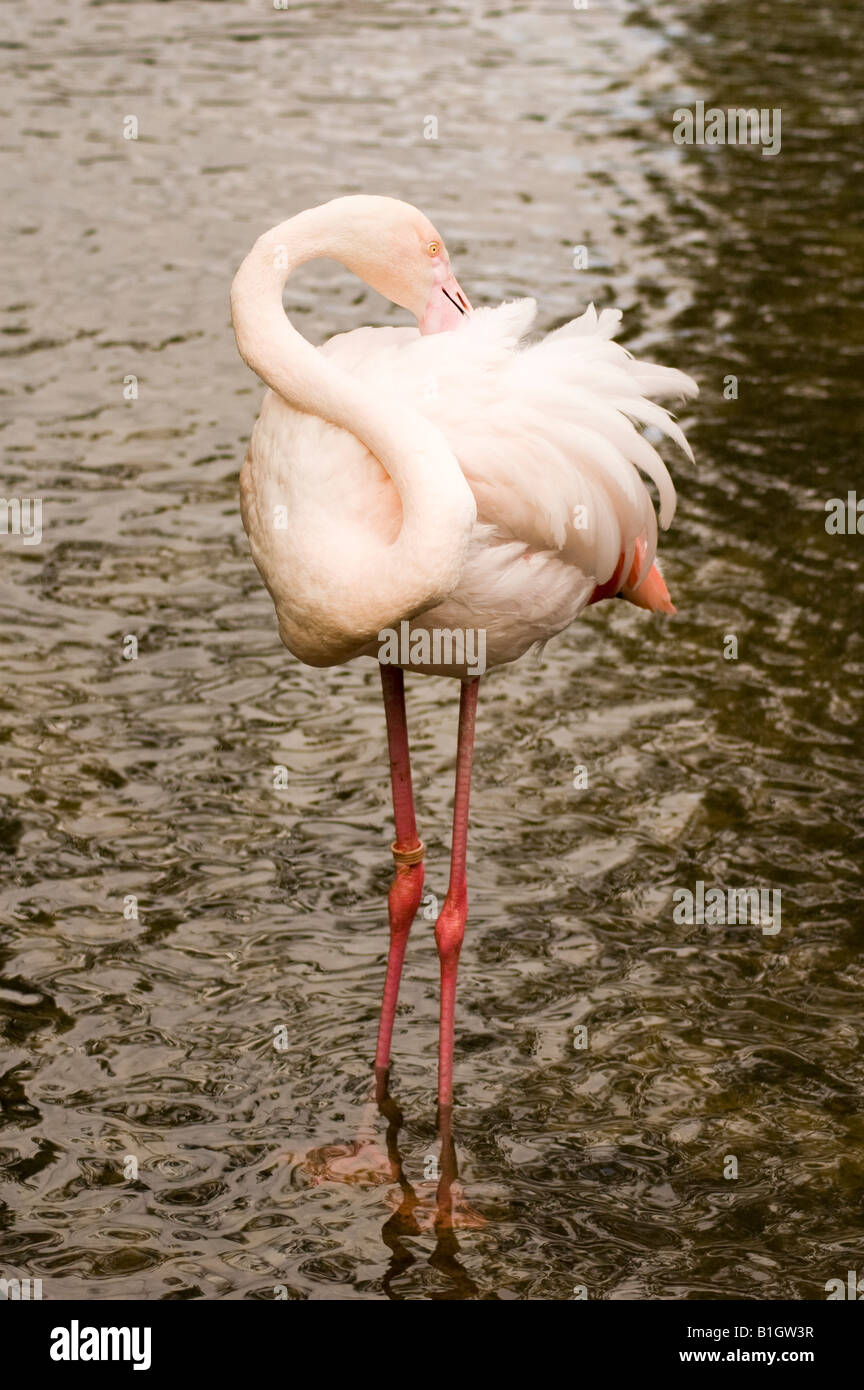 Pink flamingo standing in water Stock Photo - Alamy