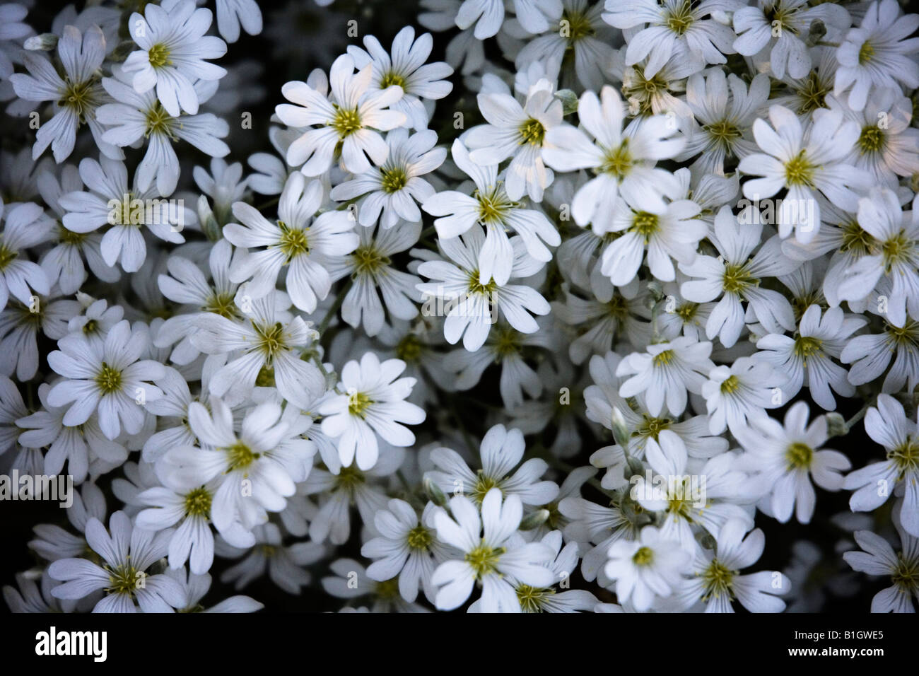 White Chickweed Stellaria flowers Stock Photo - Alamy