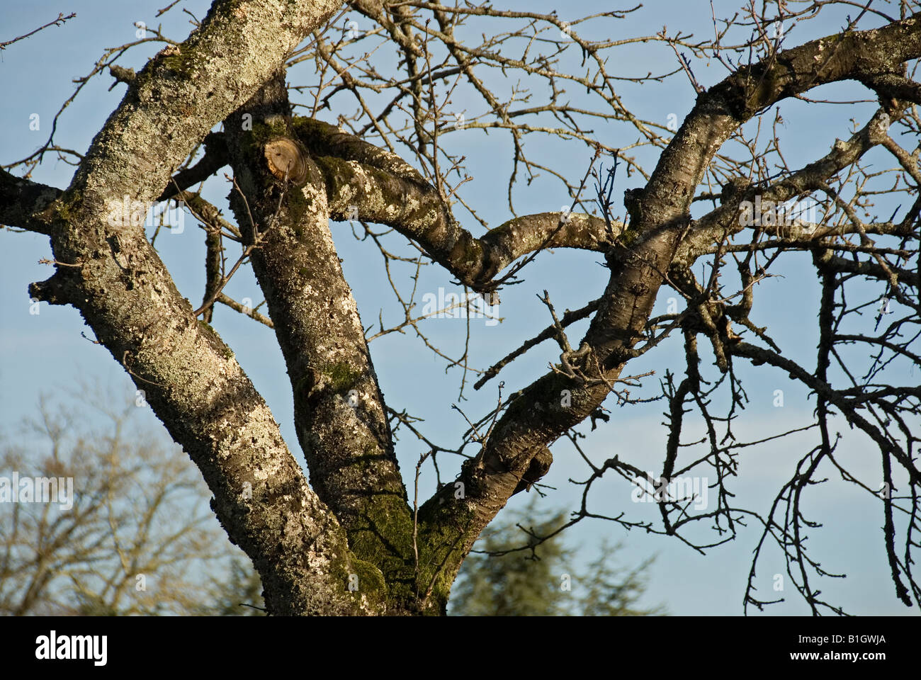 Heart Shaped Tree Branches
