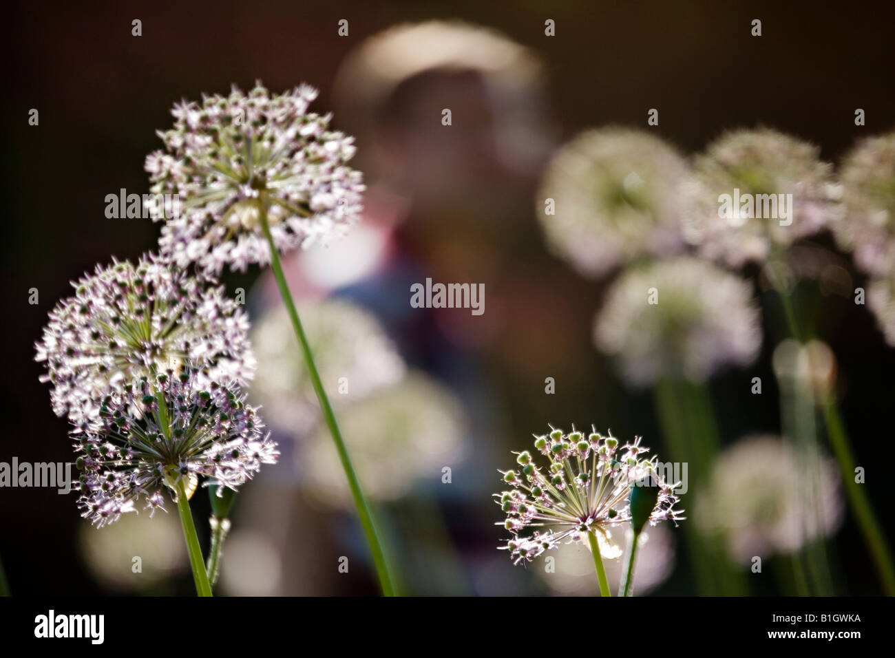 Human silhouette through blossom marvel at LU Botanical Garden Riga ...