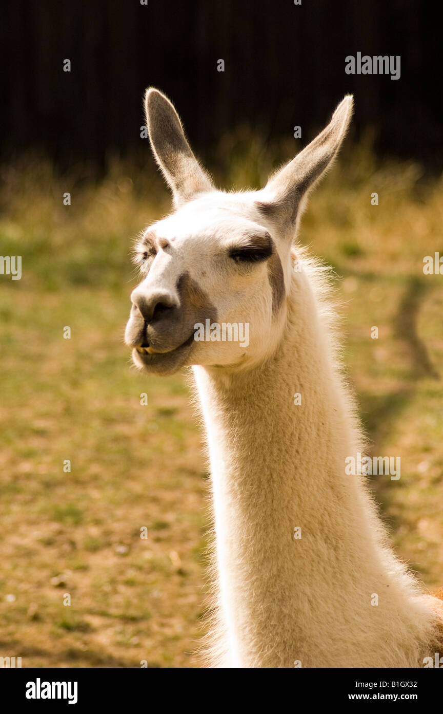 Lama looking at the camera Stock Photo - Alamy