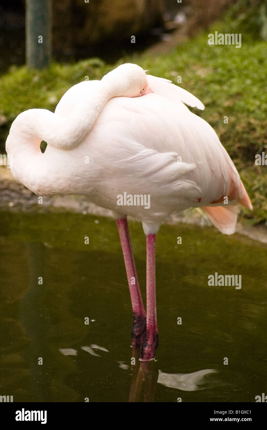 A pink flamingo cleaning its self Stock Photo - Alamy