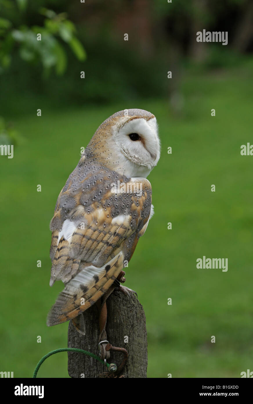 Wise old owl hi-res stock photography and images - Alamy