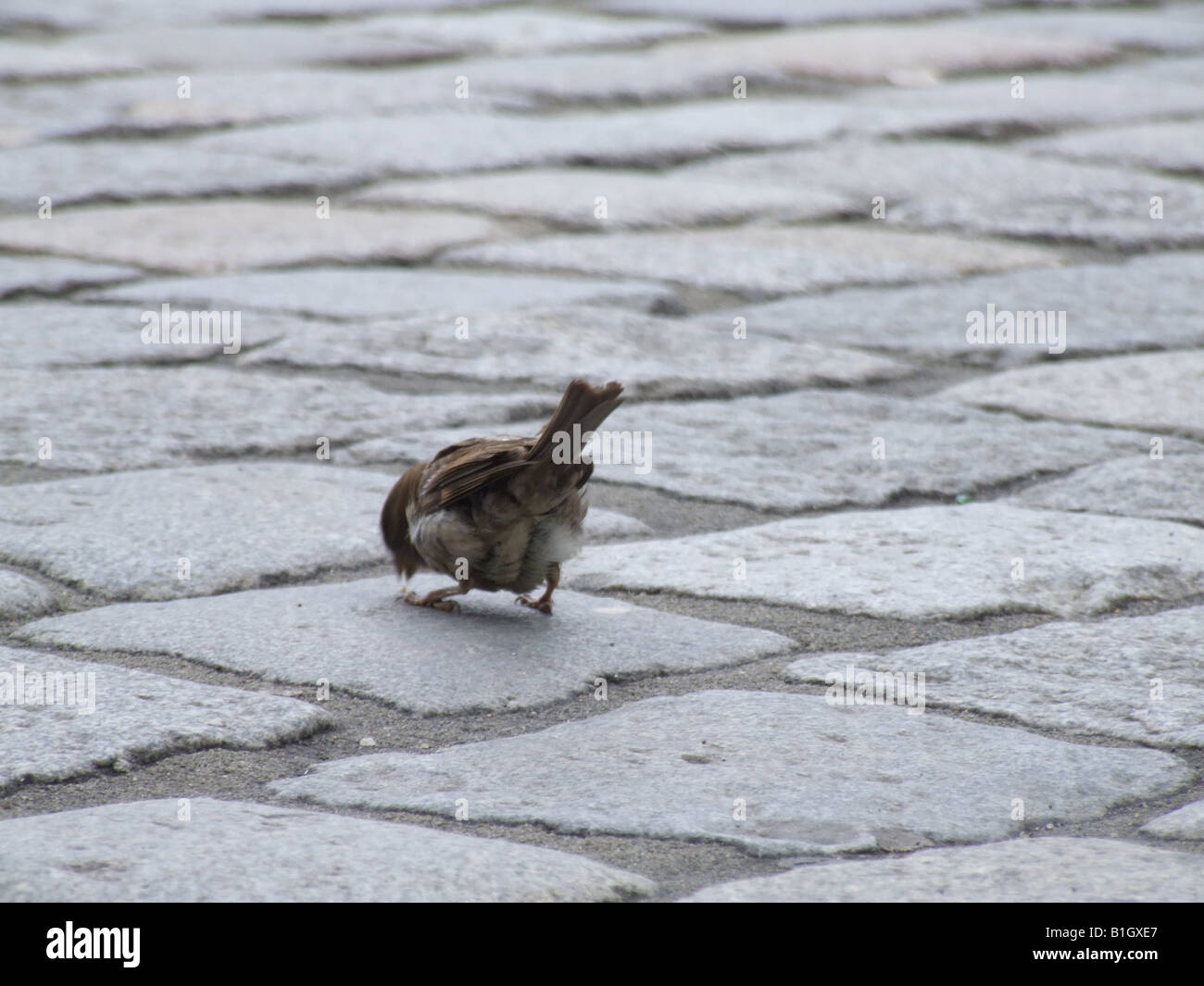 Pecking crumbs hi-res stock photography and images - Alamy