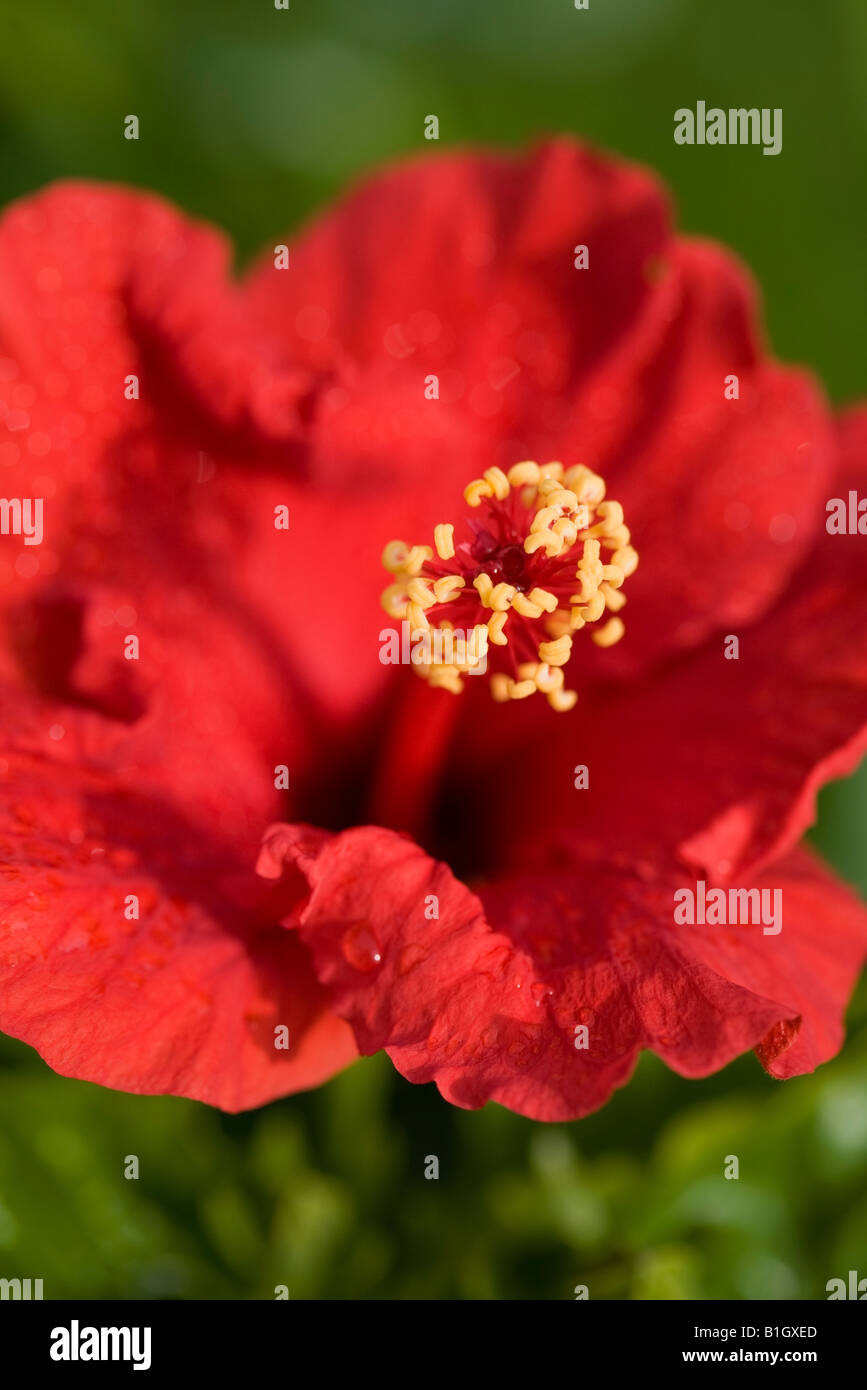 bright red hibiscus Stock Photo - Alamy