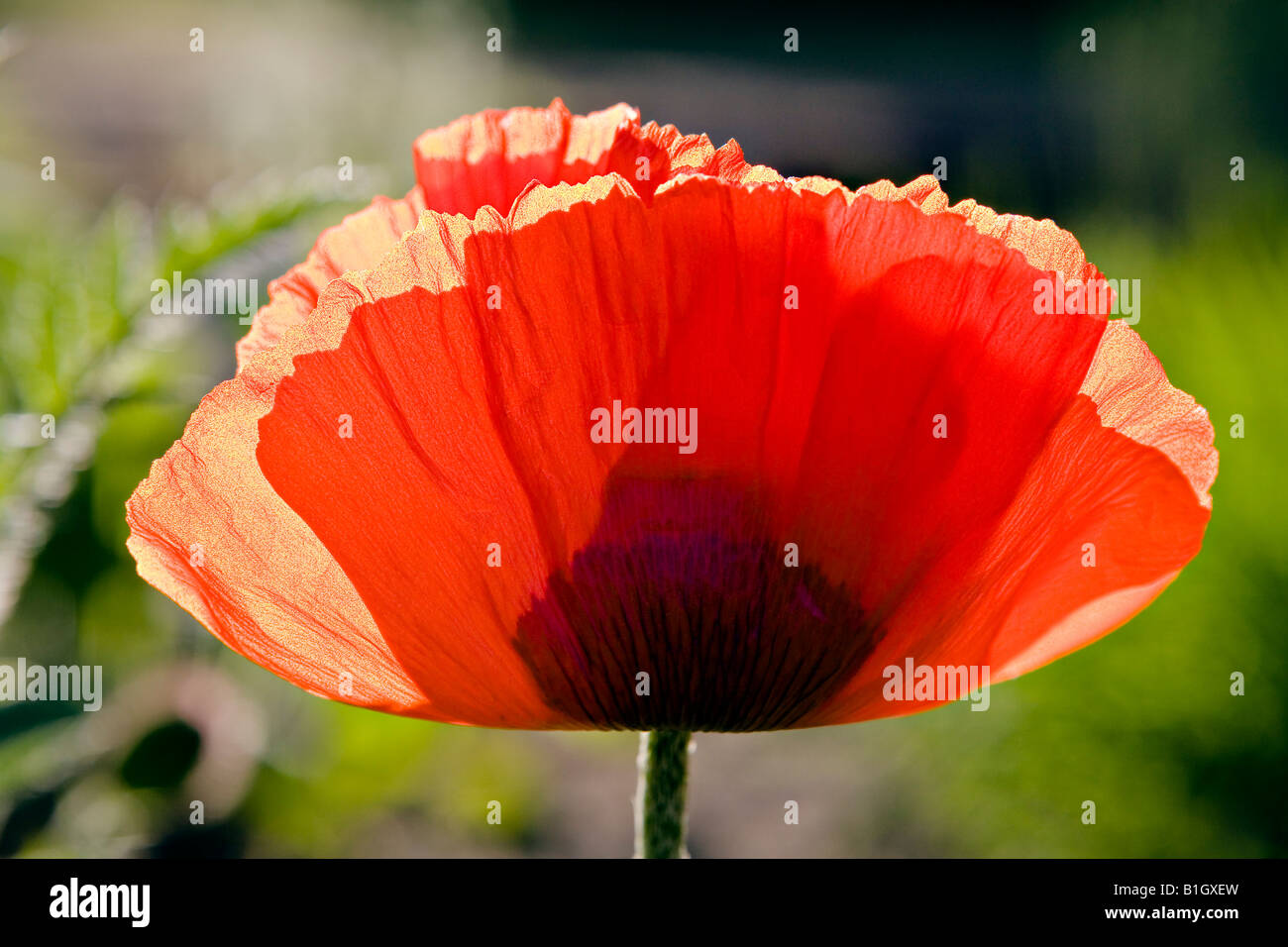 Red poppy Papaver flower in full bloom Stock Photo - Alamy