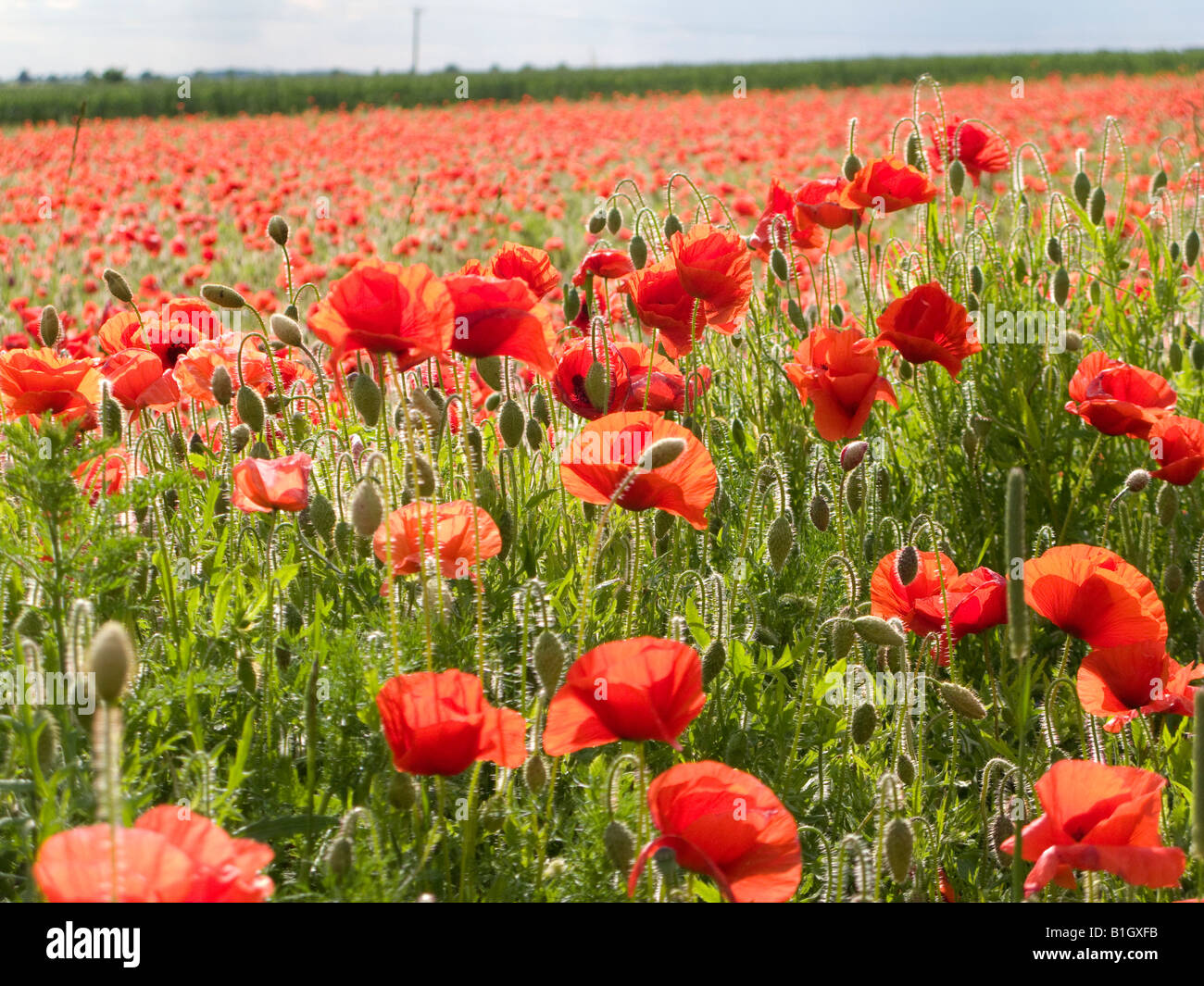 Poppy field with red petals catching sunlight. The details of the hairs ...