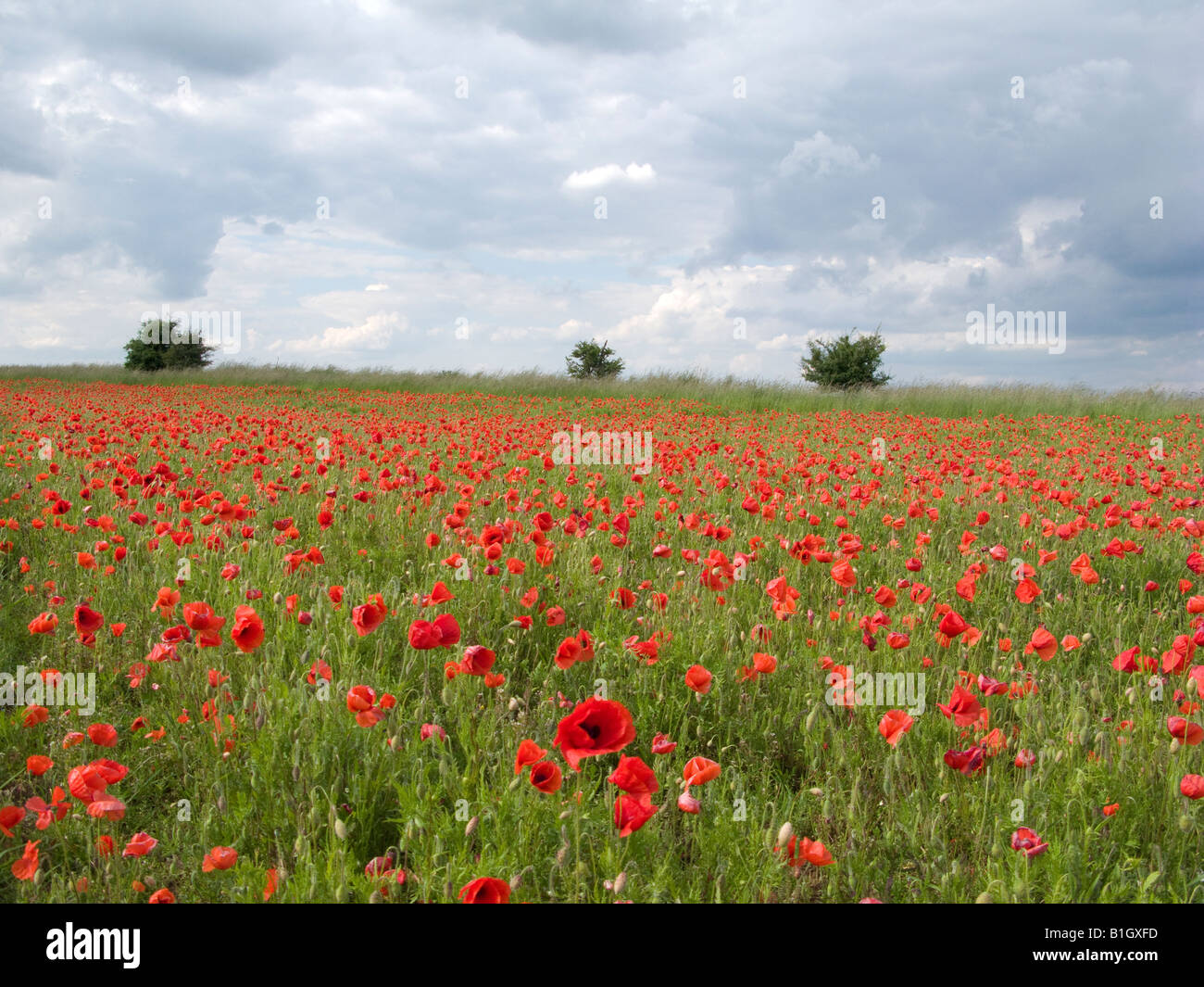 Field of poppies in June with white and grey clouds in landscape Stock ...