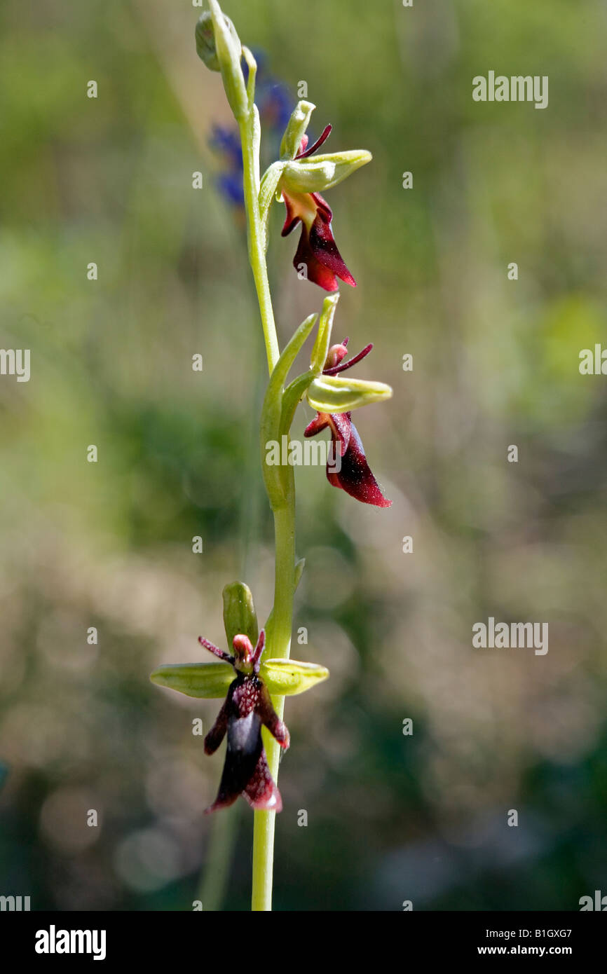 Fly Orchid Ophrys insectifera Stock Photo - Alamy