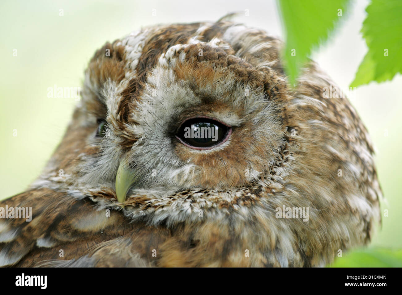 Hidden face tree hi-res stock photography and images - Alamy