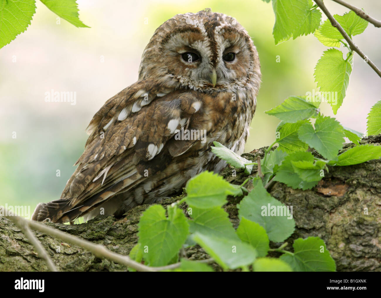 Owl hidden in tree hi-res stock photography and images - Alamy