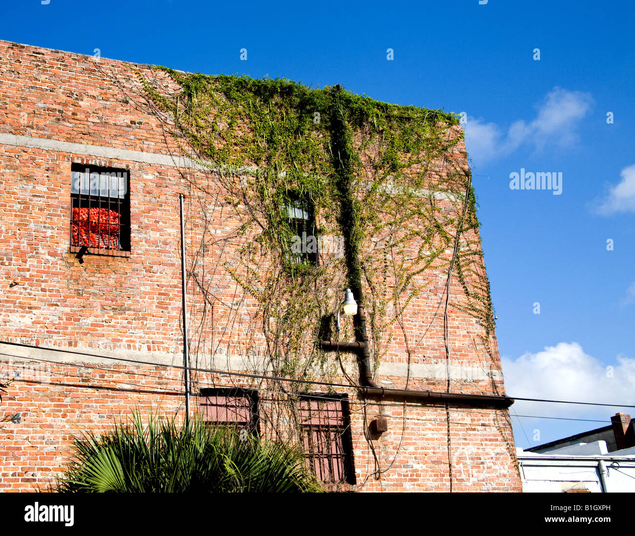 Vines wall hi-res stock photography and images - Alamy