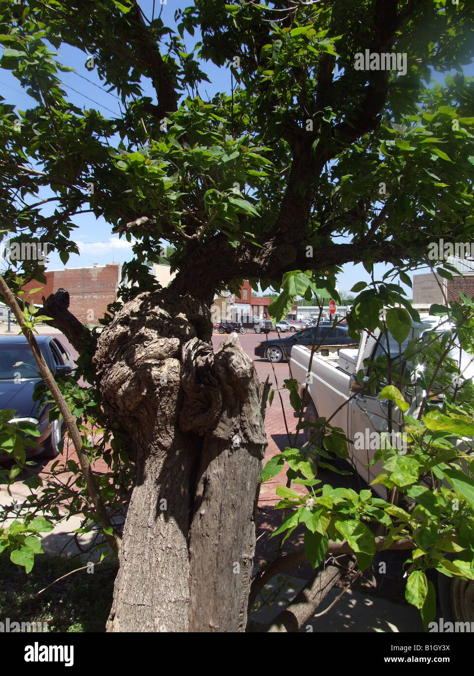 Large gnarls on tree near Main Street in Burlingame, Kansas USA. Mian ...