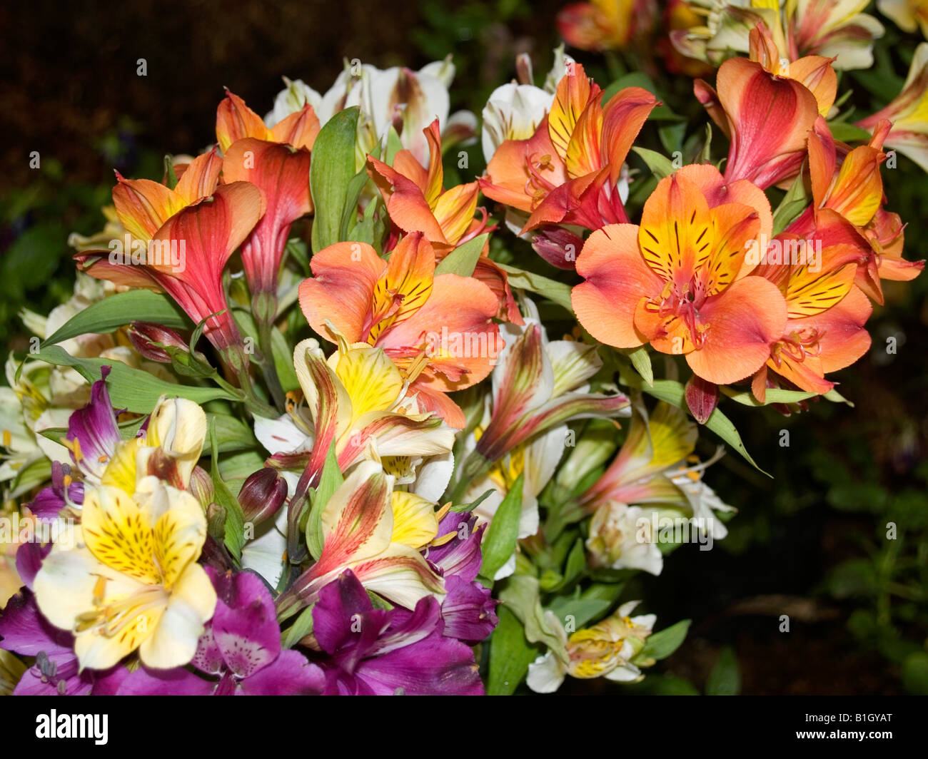 beautifully colored Alstromeria Peruvian Lily in a botanical garden in ...