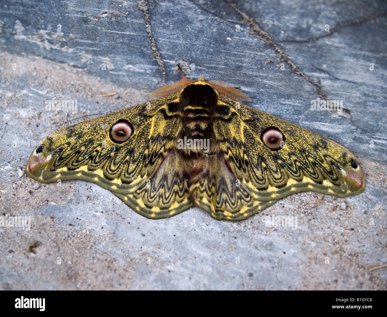 emperor moth saturnia pavonia Stock Photo - Alamy