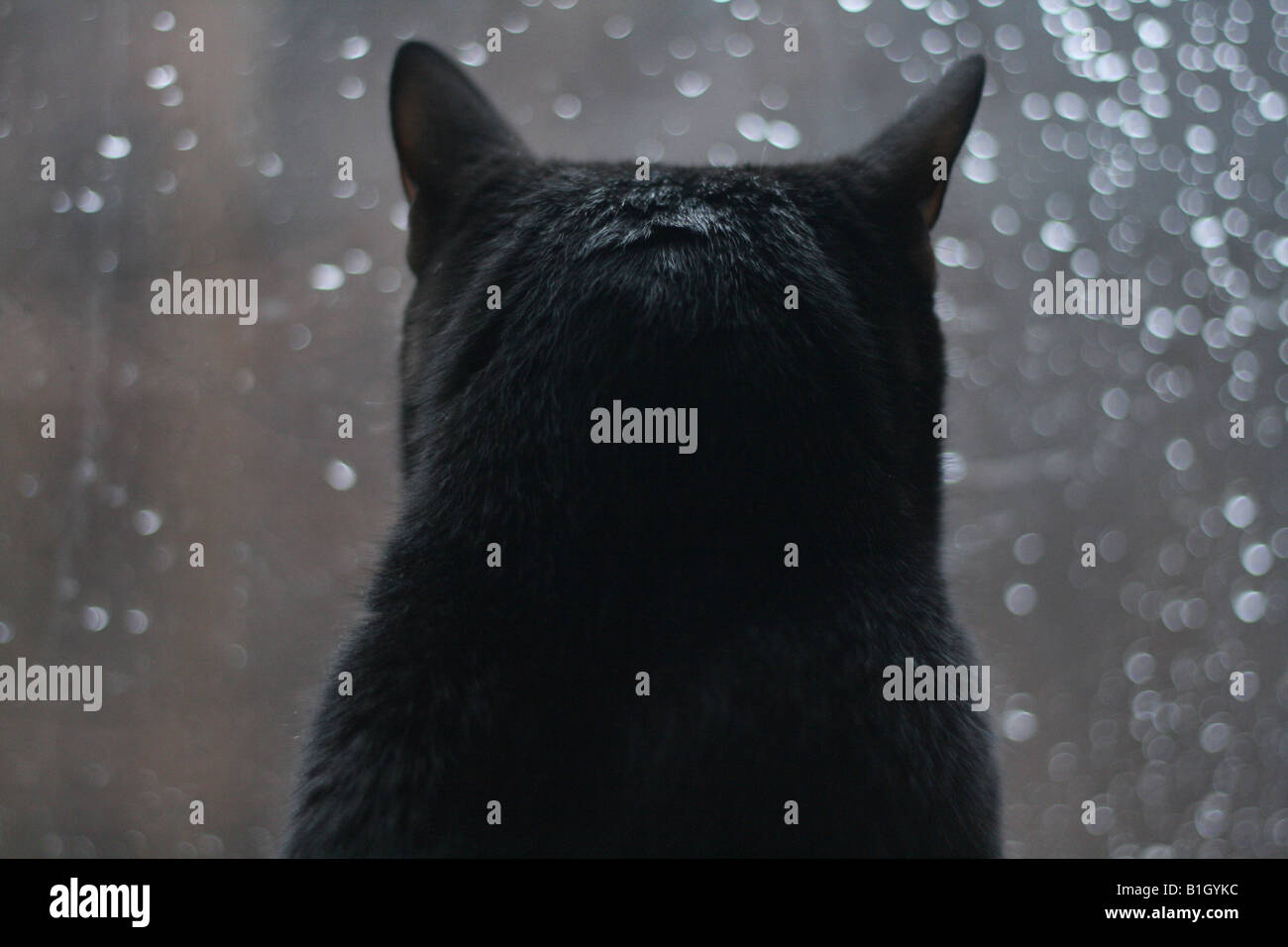 Cat Looking Out Rainy Window