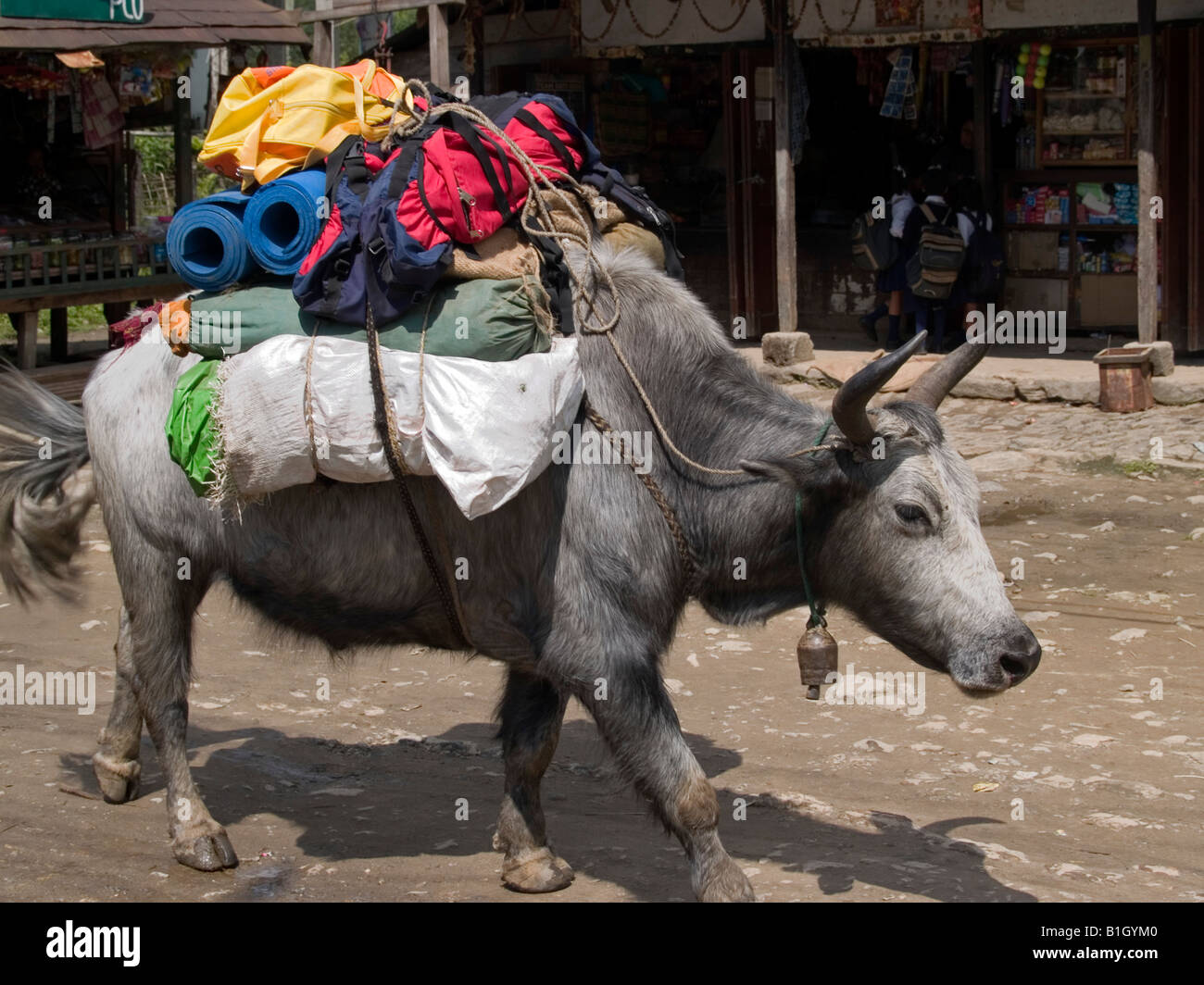 loaded yak carrying trekkers gear on the way to the Goecha La near ...