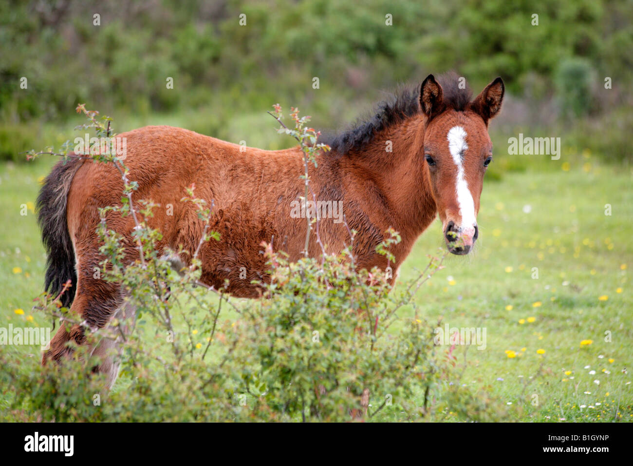 New Forest pony, foal on new forest national park England Stock Photo ...