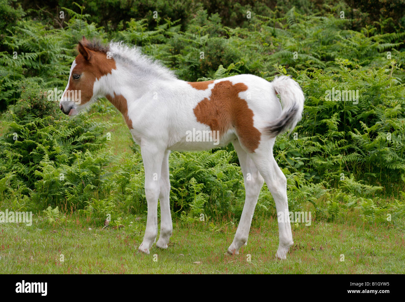 Piebald horse hi-res stock photography and images - Alamy