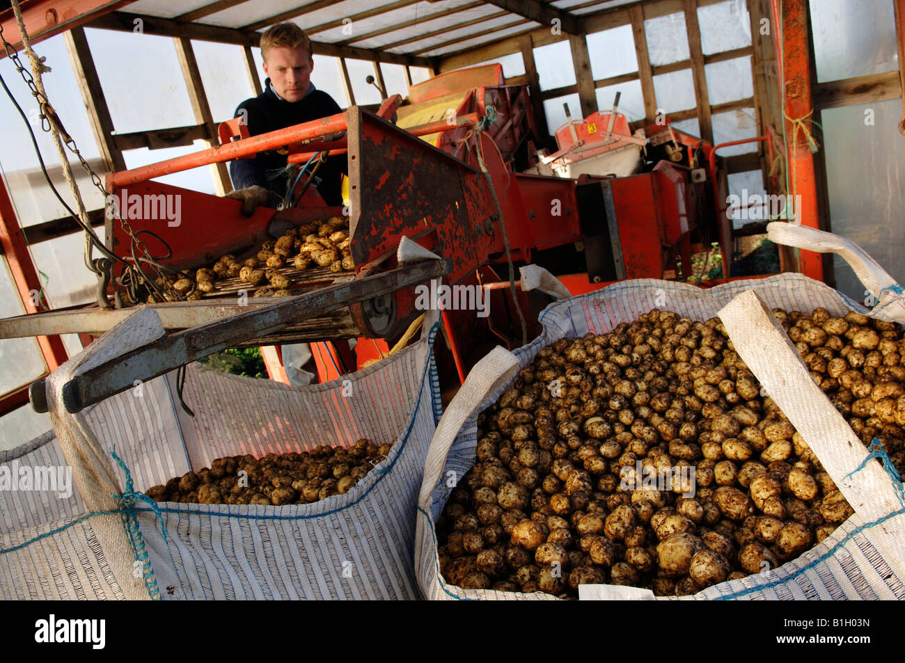 Potatoe farming in iceland Thykkvibaer in south Iceland 2007 Stock ...