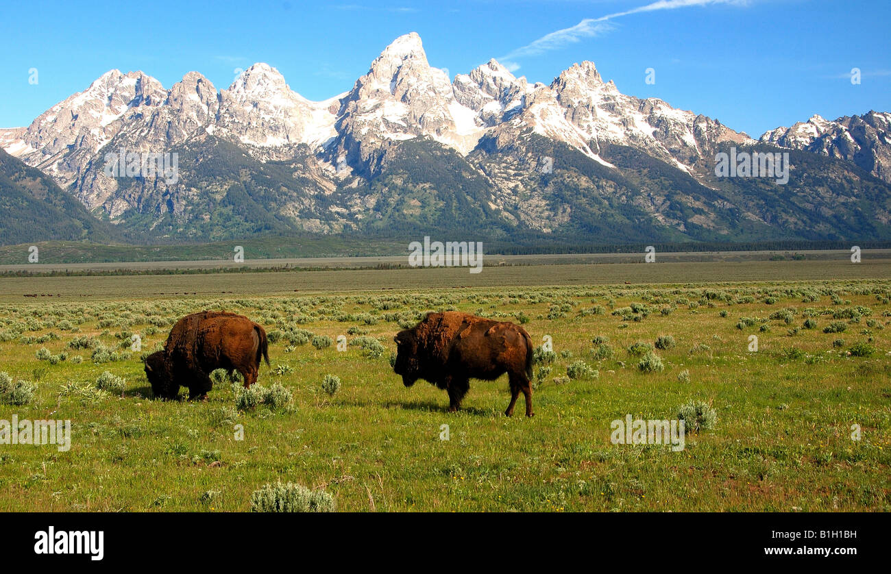 Two bison grazing in a field, Grand Teton National Park, Wyoming, USA ...