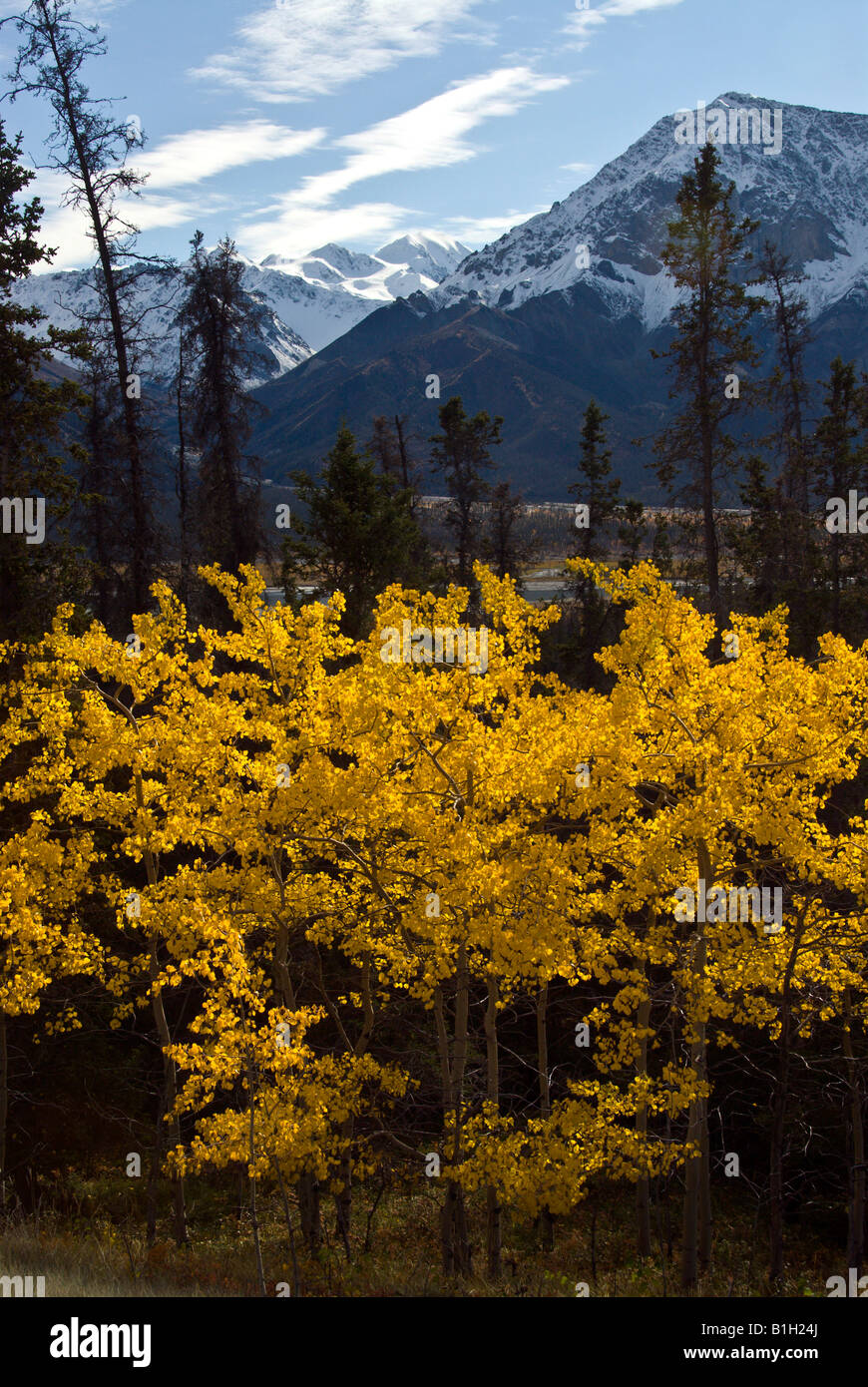 Trees in a forest with mountains in the background, Ibex Valley, Yukon ...