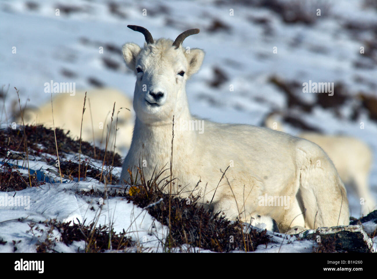 Dall Sheep (Ovis dalli) sitting on a snow covered field, Denali ...