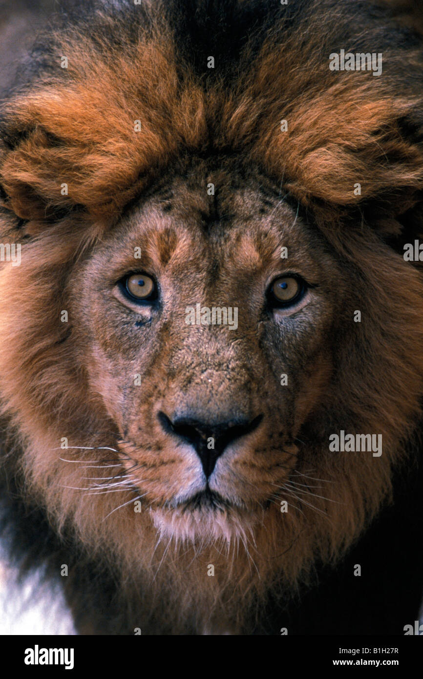 Close-up of a lion (Panthera leo Stock Photo - Alamy