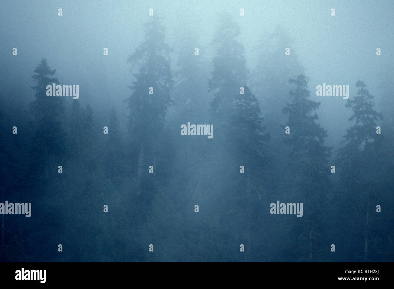 Fog covered trees in a forest, Olympic National Park, Washington State ...