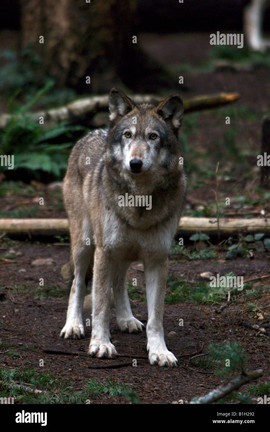 Gray wolf (Canis lupus) in a forest Stock Photo - Alamy