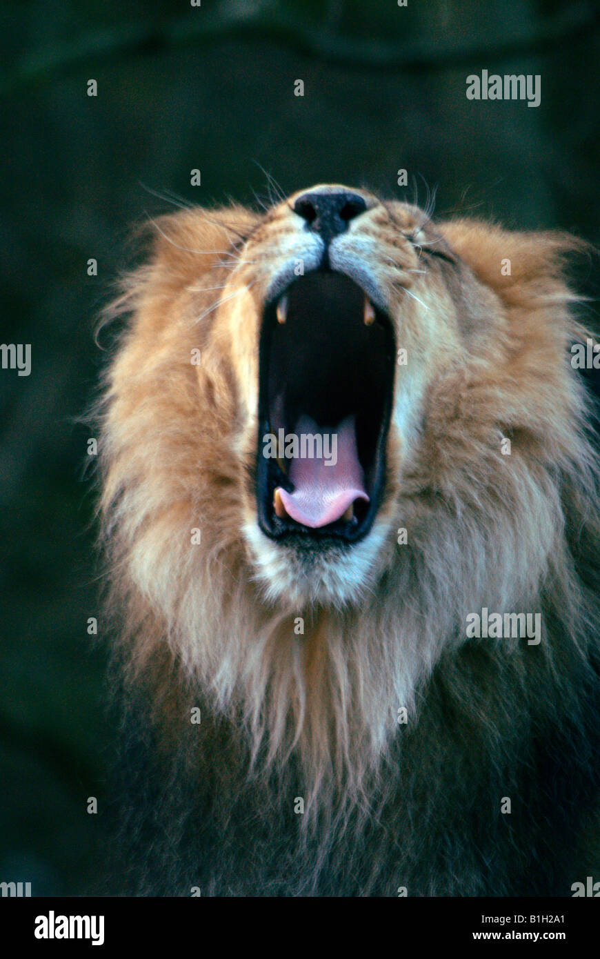 Lion Roaring Mane Stock Photos & Lion Roaring Mane Stock Images - Alamy