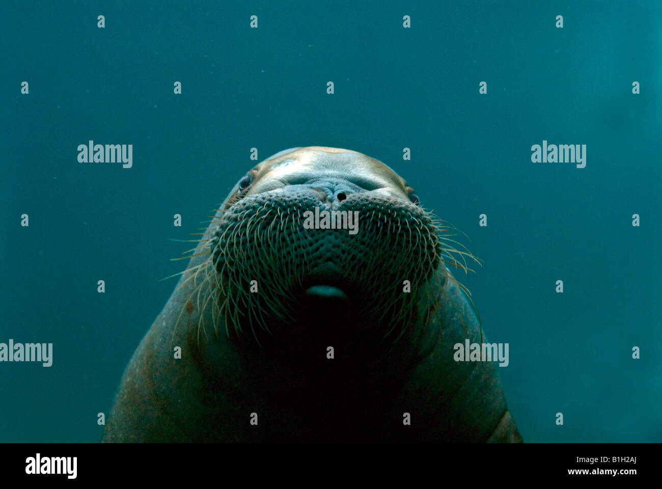 Close-up of a walrus (Odobenus rosmarus Stock Photo - Alamy