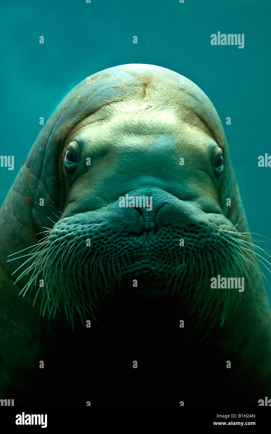 Point defiance tacoma zoo hi-res stock photography and images - Alamy