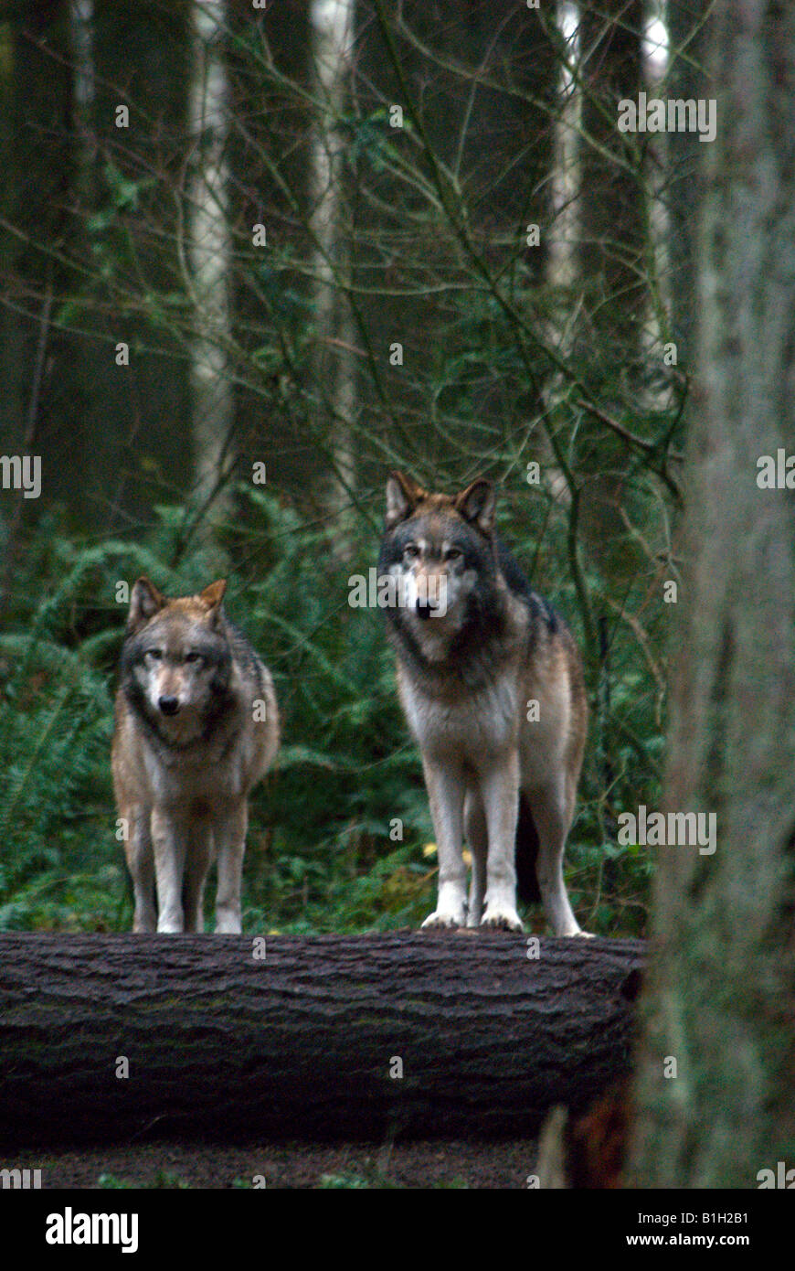 Two Gray wolves (Canis lupus) in a forest Stock Photo - Alamy