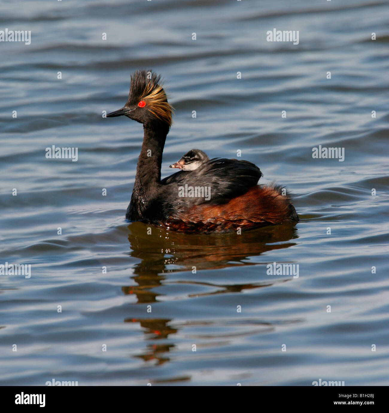 Red necked grebe close hi-res stock photography and images - Alamy