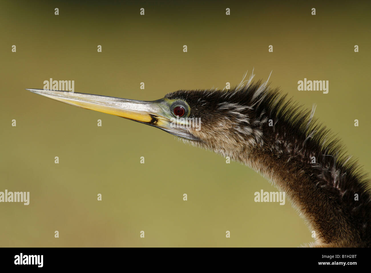 Close-up of an anhinga (Anhinga anhinga Stock Photo - Alamy