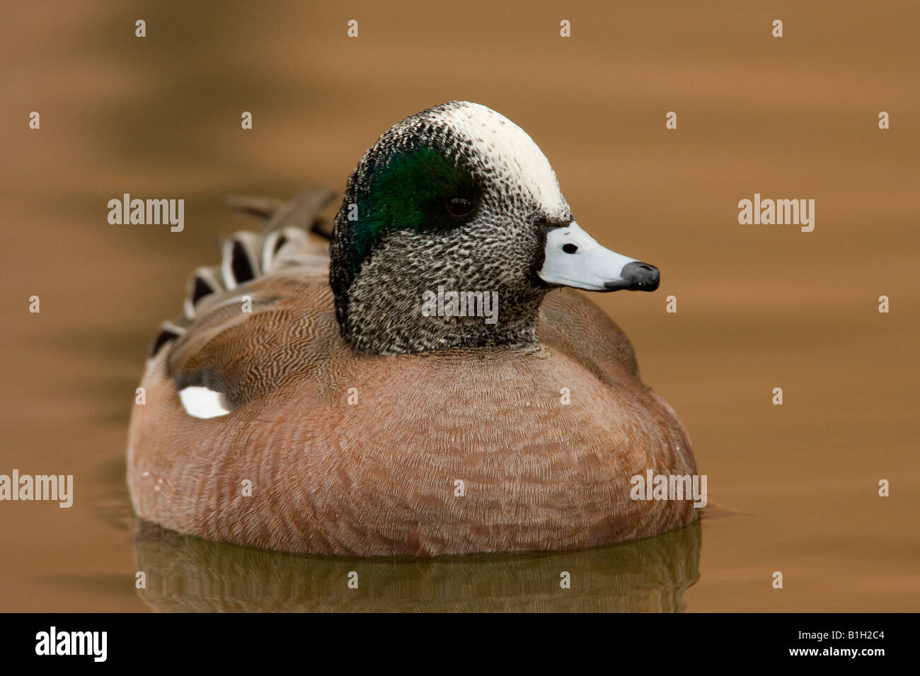 Male American widgeon (Anas americana) duck swimming in water Stock ...