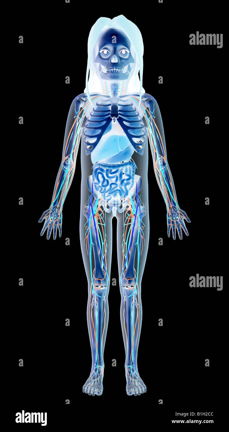 anatomy skeleton with organs Stock Photo - Alamy