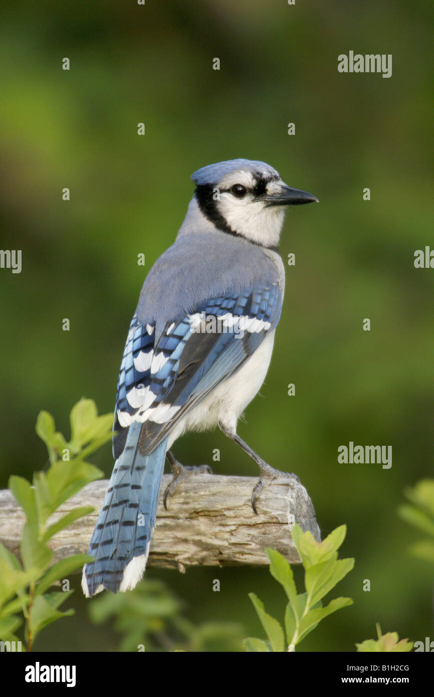 Blue jay color hi-res stock photography and images - Alamy