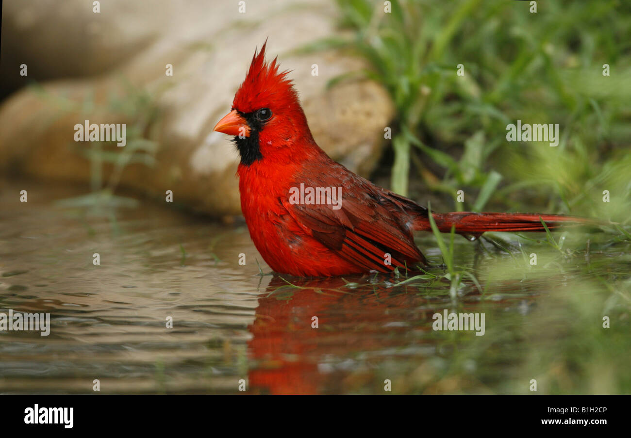Male Northern cardinal (Cardinalis cardinalis) bathing in a pond Stock ...