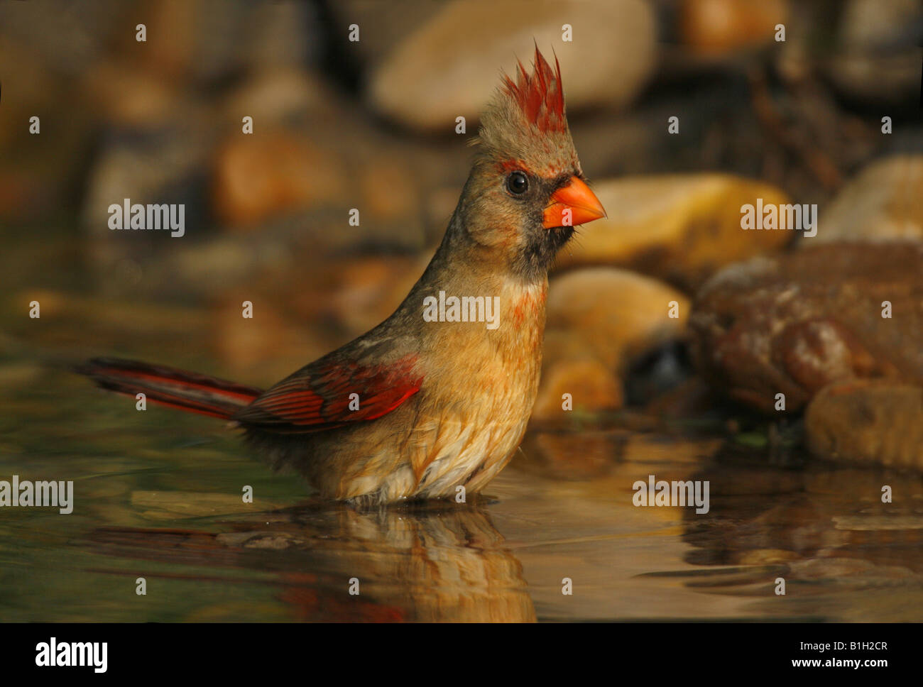 Female Northern cardinal (Cardinalis cardinalis) bathing in a pond ...